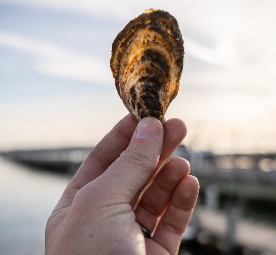 Popular Shellabration event moves online this year - Northforker Archives