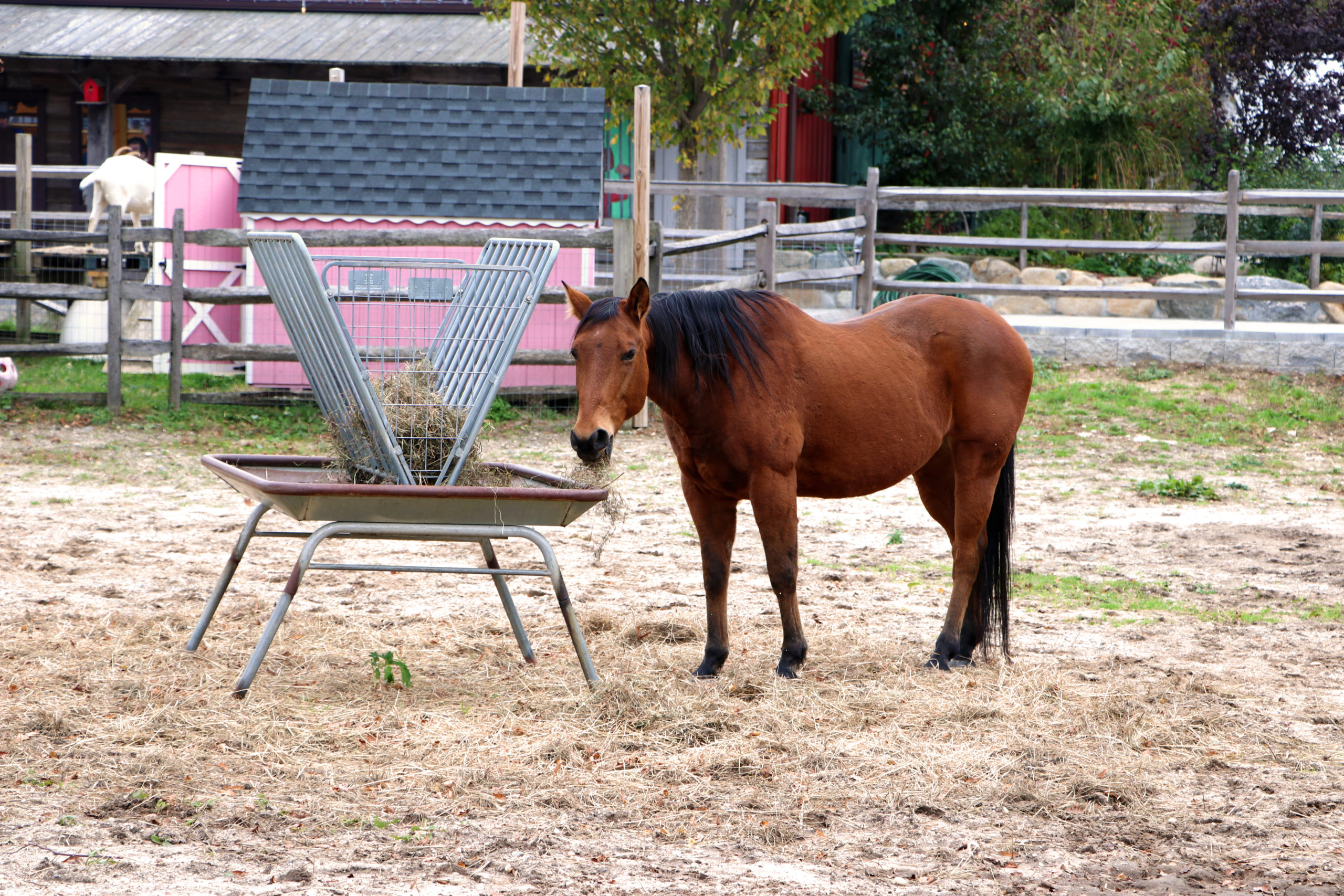 One Minute on the North Fork: Healing with horses at Spirit’s Promise ...